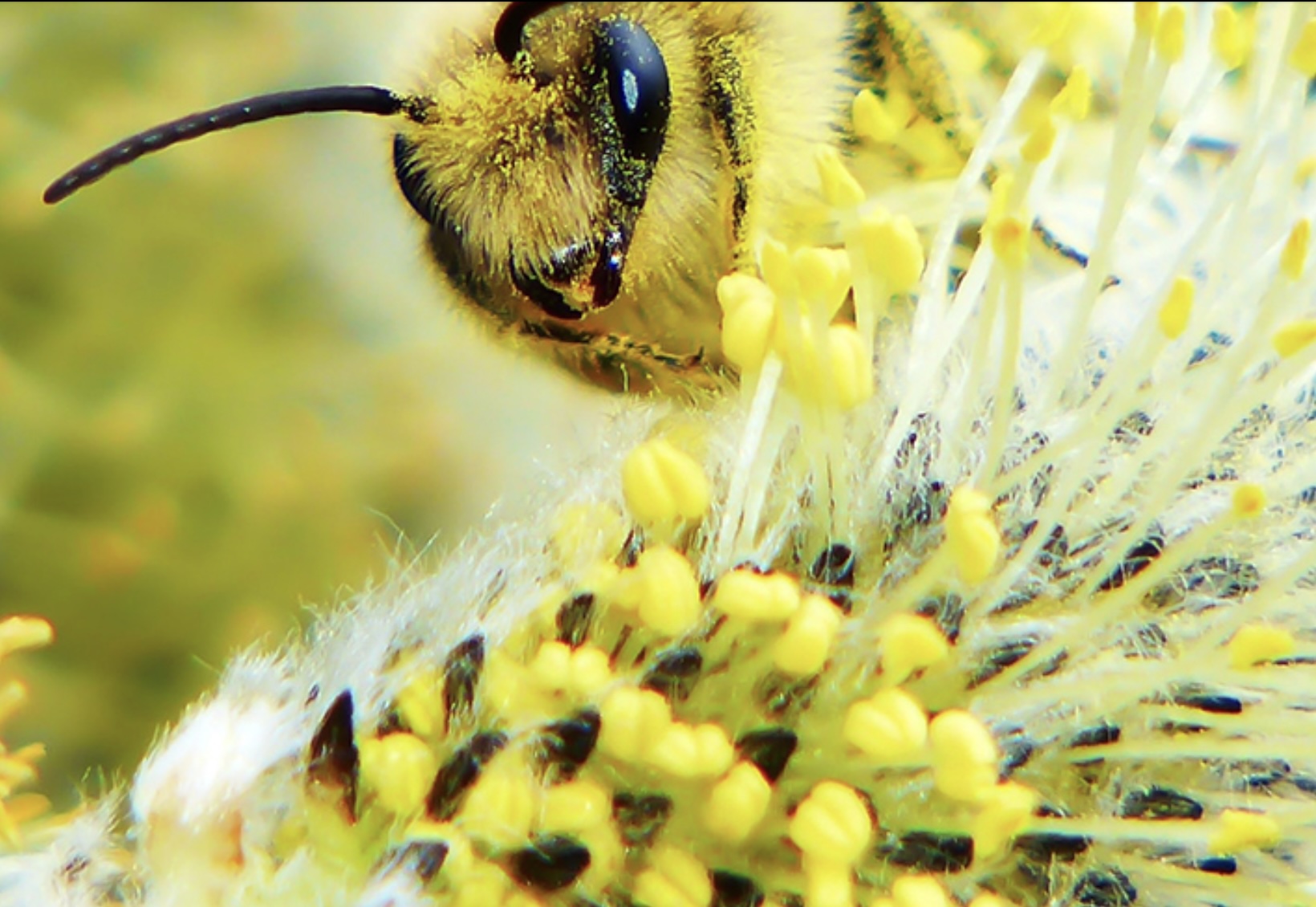 Beehive Project, l’IA au secours des abeilles - Solutions Magazine
